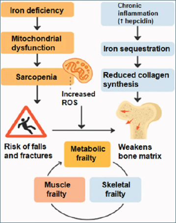 Iron deficiency in the elderly. Evidences from different clinical ...